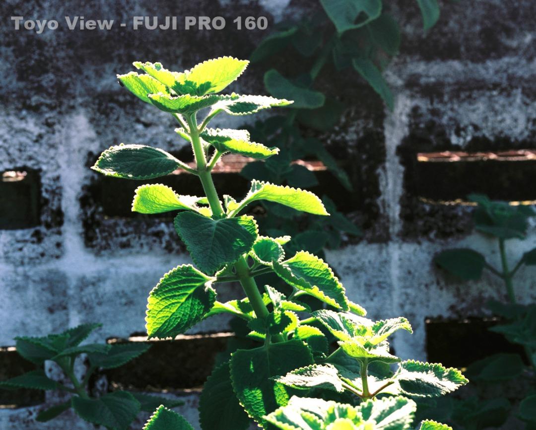 Toyo-View 4x5 45G Large Format Pro Camera, Photography, Photography ...