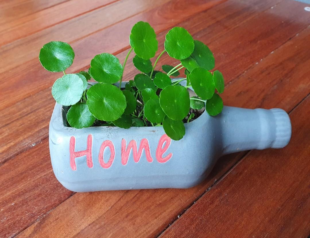 Copper Coin Plant indoor/outdoor plant, Furniture & Home Living ...