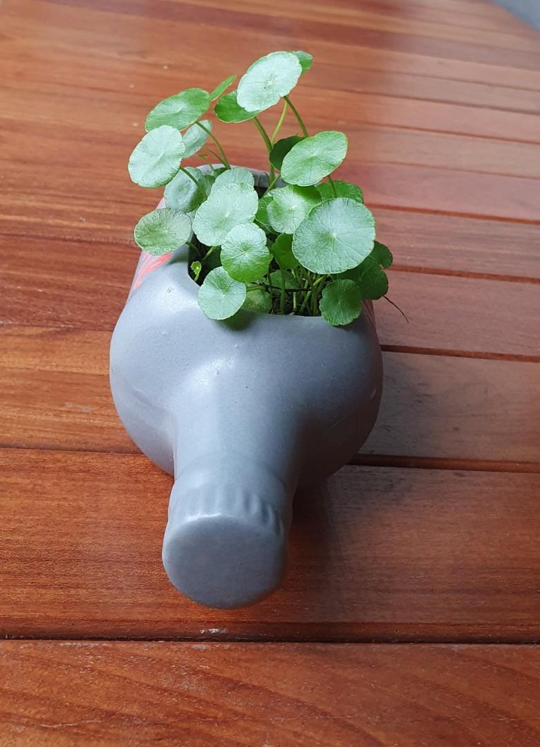 Copper Coin Plant indoor/outdoor plant, Furniture & Home Living ...