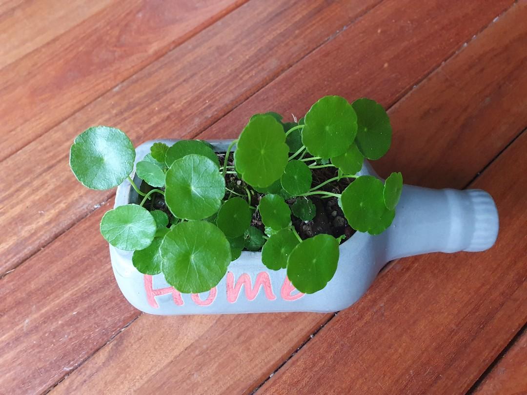 Copper Coin Plant indoor/outdoor plant, Furniture & Home Living ...