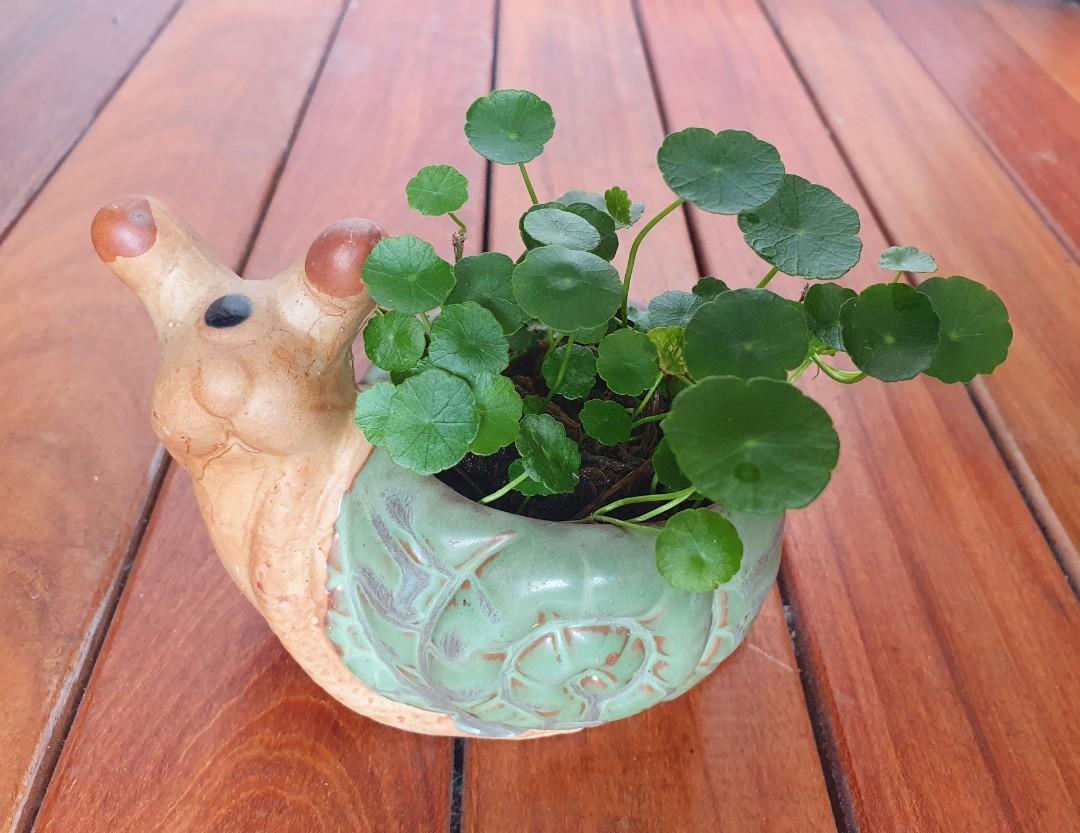 Copper Coin Plant indoor/outdoor plant, Furniture & Home Living ...