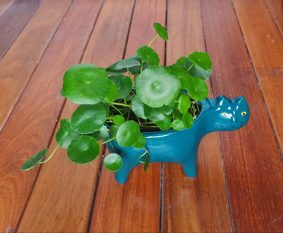 Copper Coin Plant indoor/outdoor plant, Furniture & Home Living ...