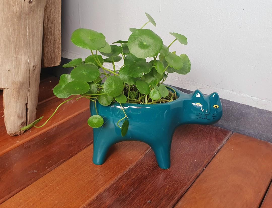 Copper Coin Plant indoor/outdoor plant, Furniture & Home Living ...