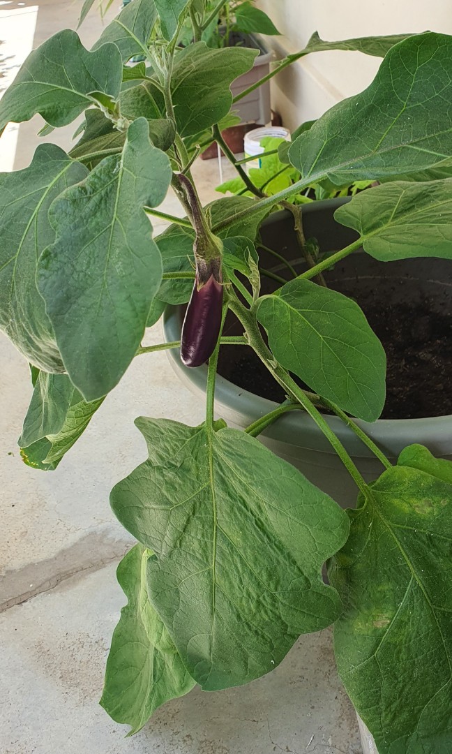 Eggplant/Brinjal seeds, Furniture & Home Living, Gardening, Plants ...