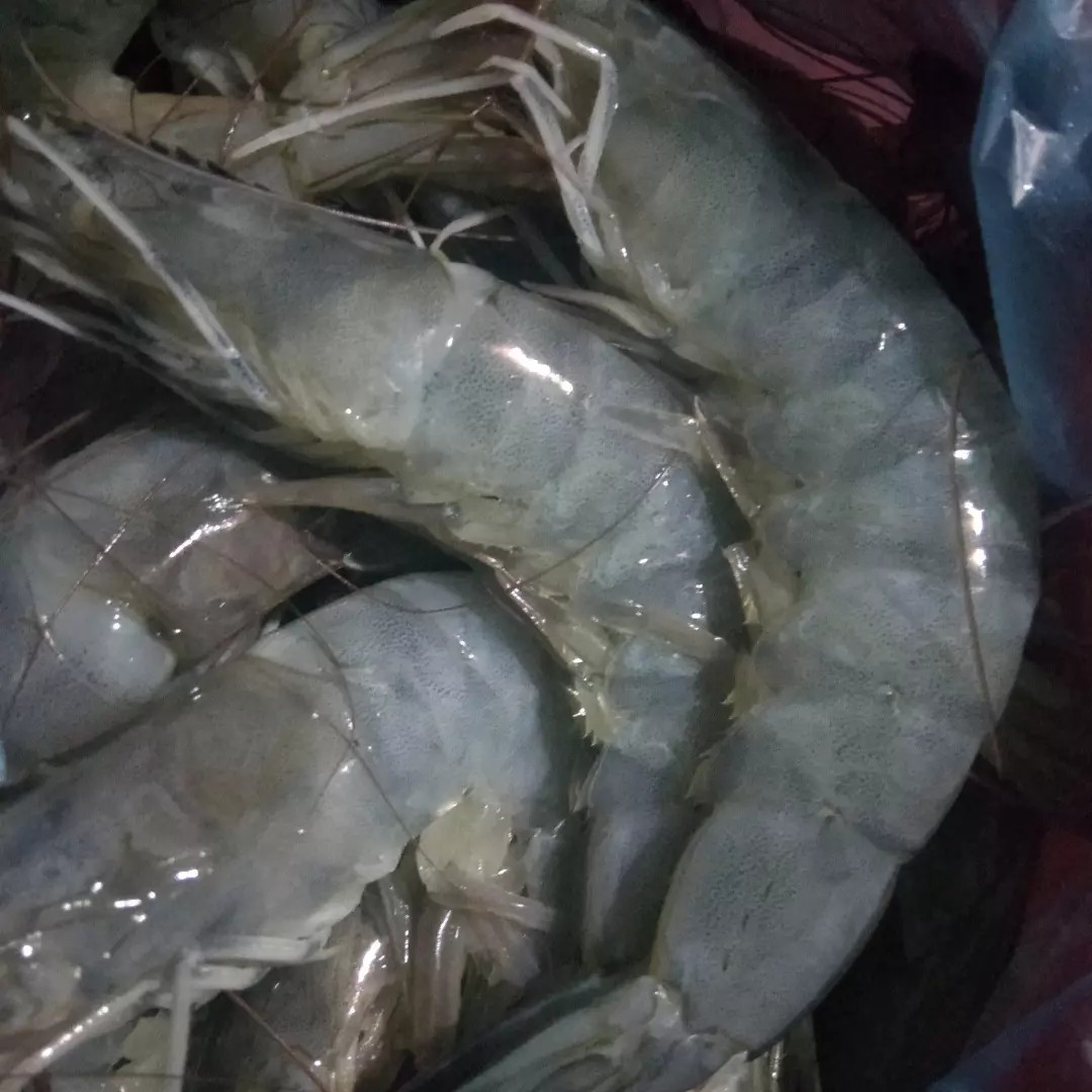 Hipon, Food & Drinks, Fresh Produce on Carousell