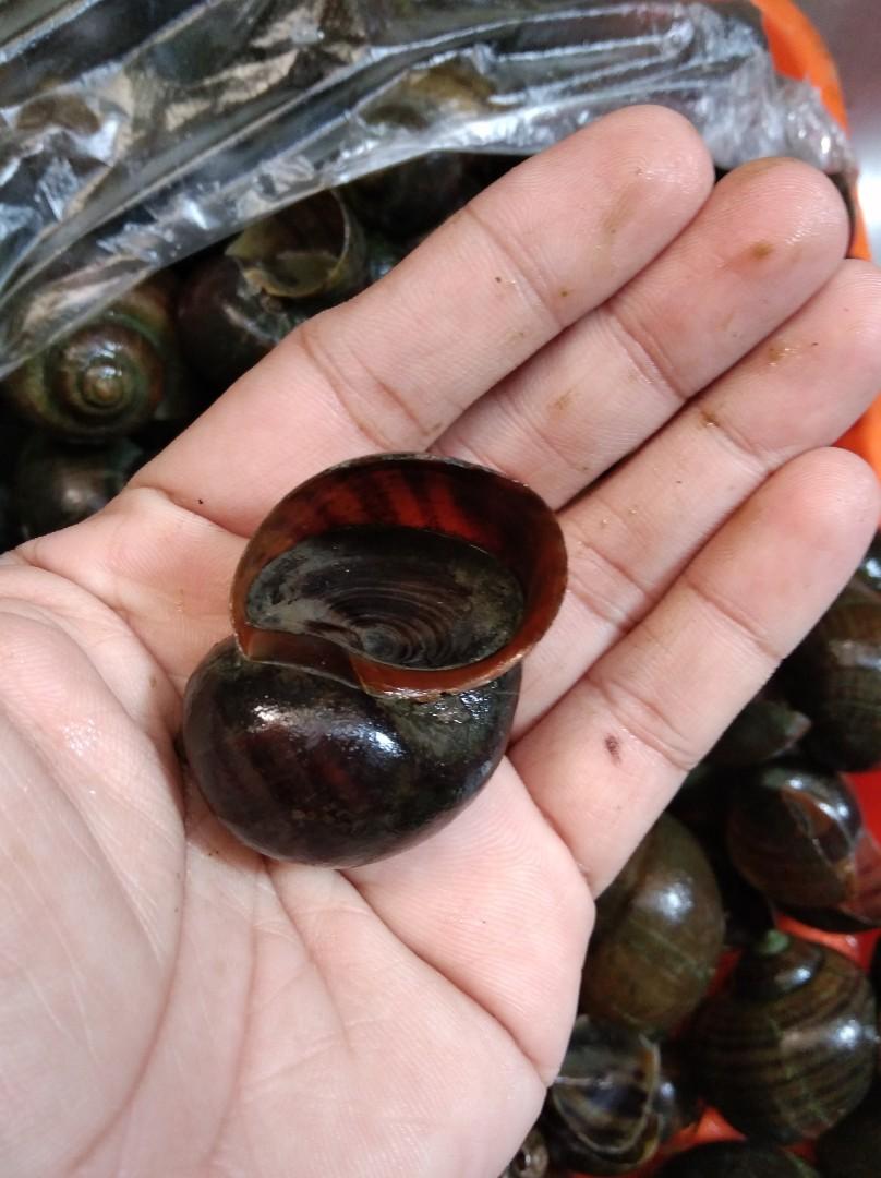 Kuhol, Food & Drinks, Fresh Produce on Carousell