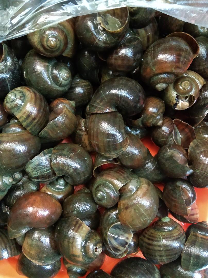 Kuhol, Food & Drinks, Fresh Produce on Carousell