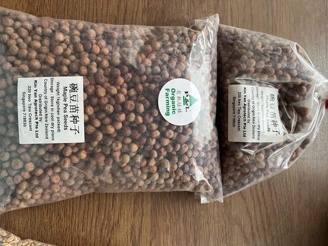 Maple pea seeds, Furniture & Home Living, Gardening, Plants & Seeds on ...
