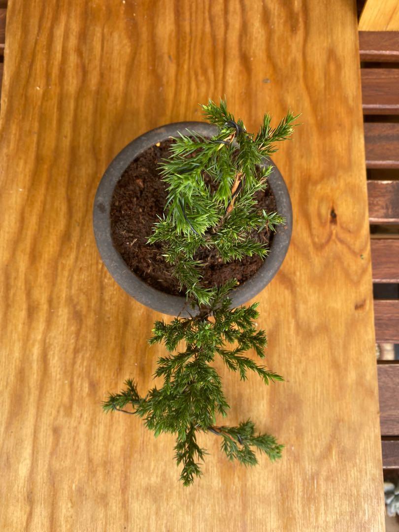 Mini juniper bonsai juniperus, Furniture & Home Living, Gardening ...