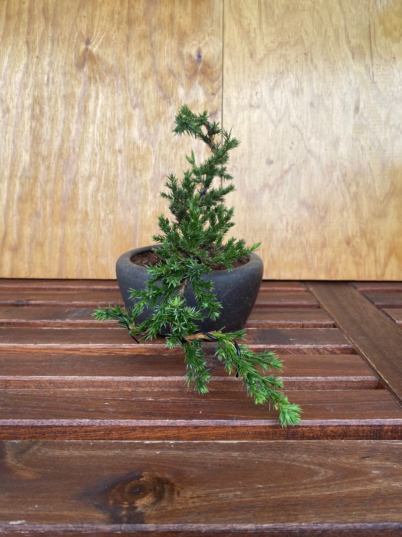Mini juniper bonsai juniperus, Furniture & Home Living, Gardening ...
