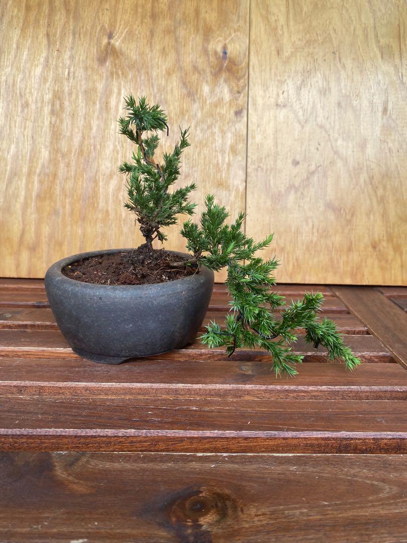 Mini juniper bonsai juniperus, Furniture & Home Living, Gardening ...