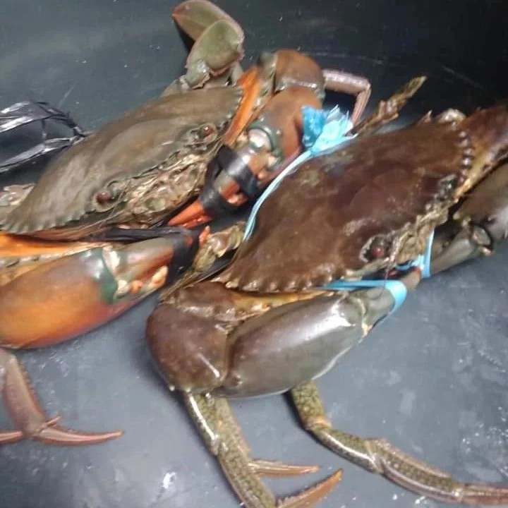Mud Crabs Male (LIVE ALIMANGO), Food & Drinks, Fresh Produce on Carousell
