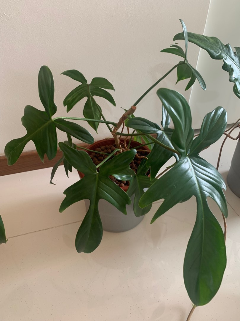 Philodendron Florida Ghost (Semi Hydro), Furniture & Home Living ...