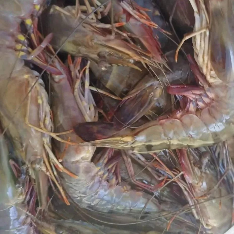 SUGPO/PRAWNS, Food & Drinks, Fresh Produce on Carousell