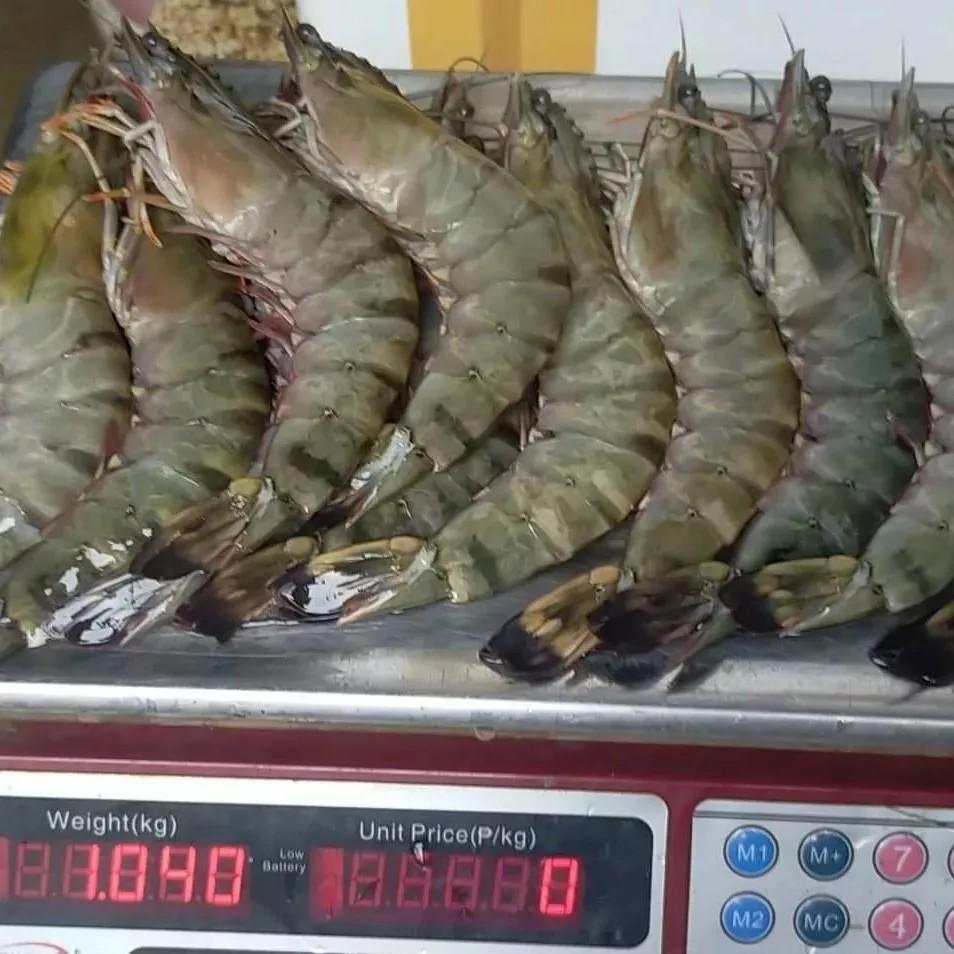 SUGPO/PRAWNS, Food & Drinks, Fresh Produce on Carousell