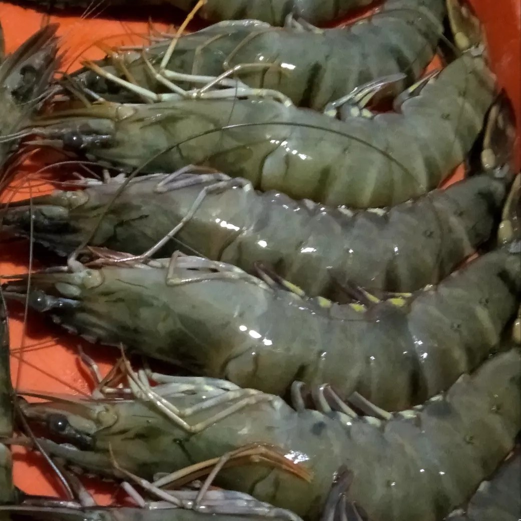 SUGPO/PRAWNS, Food & Drinks, Fresh Produce on Carousell