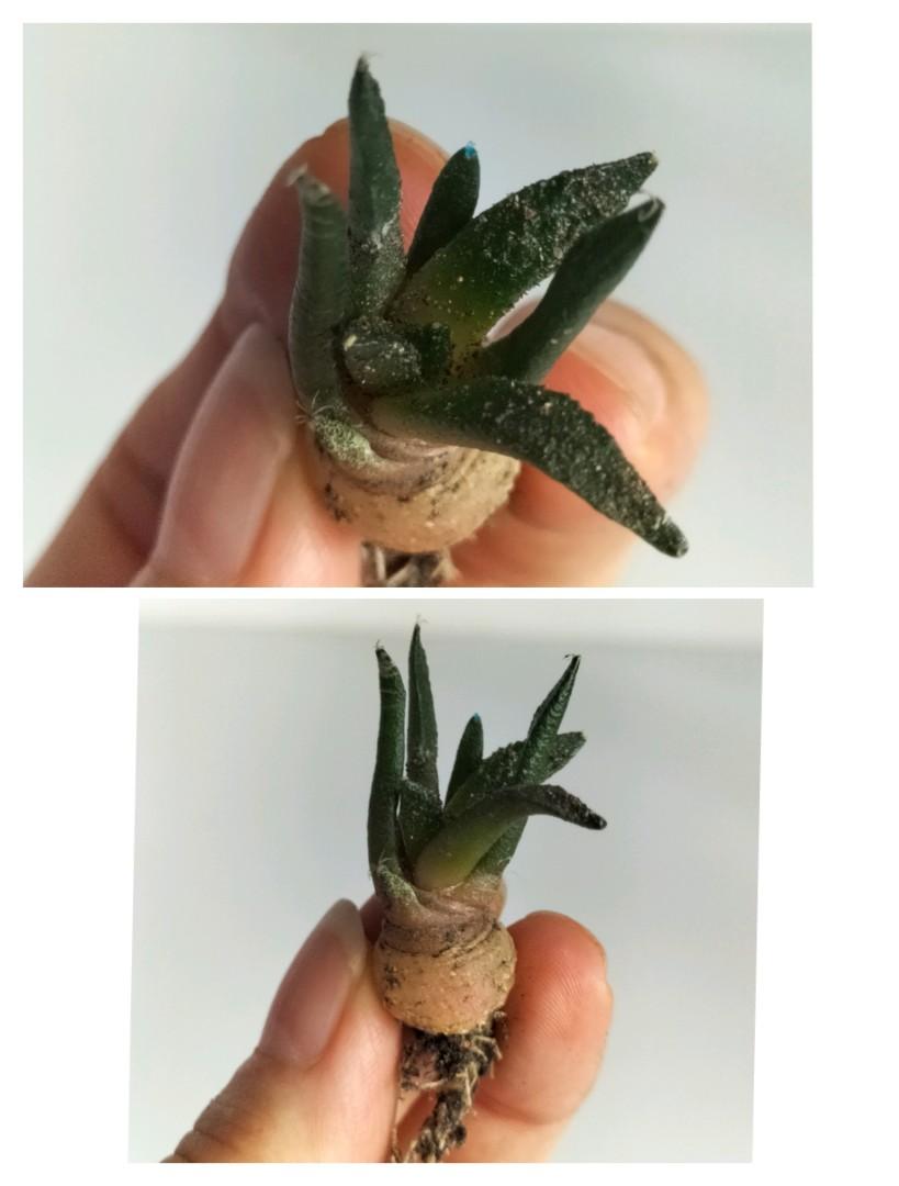 1) Ariocarpus Fissuratus x Ariocarpus kotschoubeyanus cluster, 2 ...