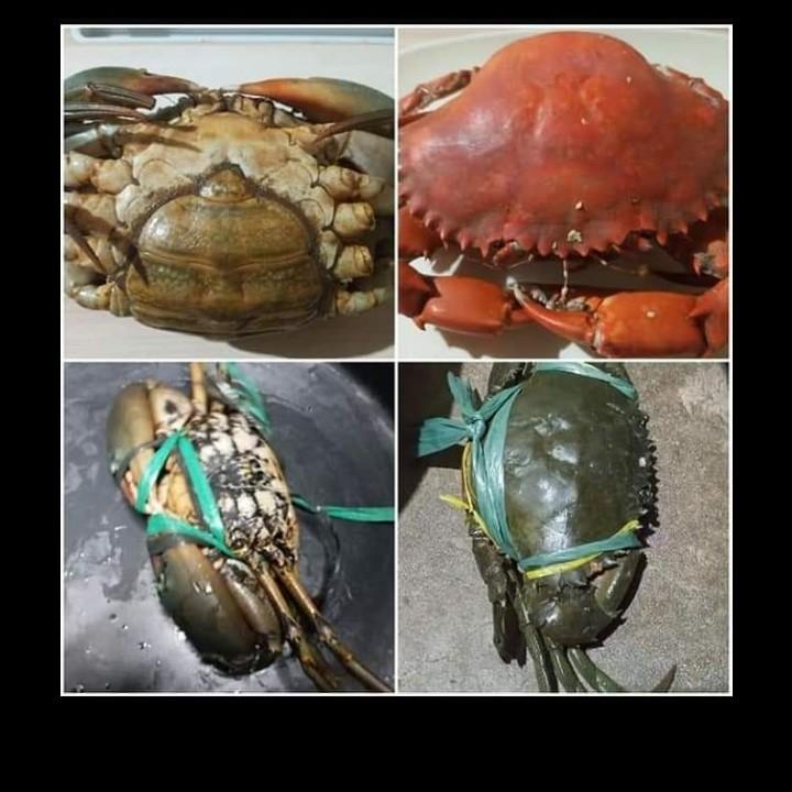 Fresh Dead Alimango, Food & Drinks, Fresh Produce on Carousell