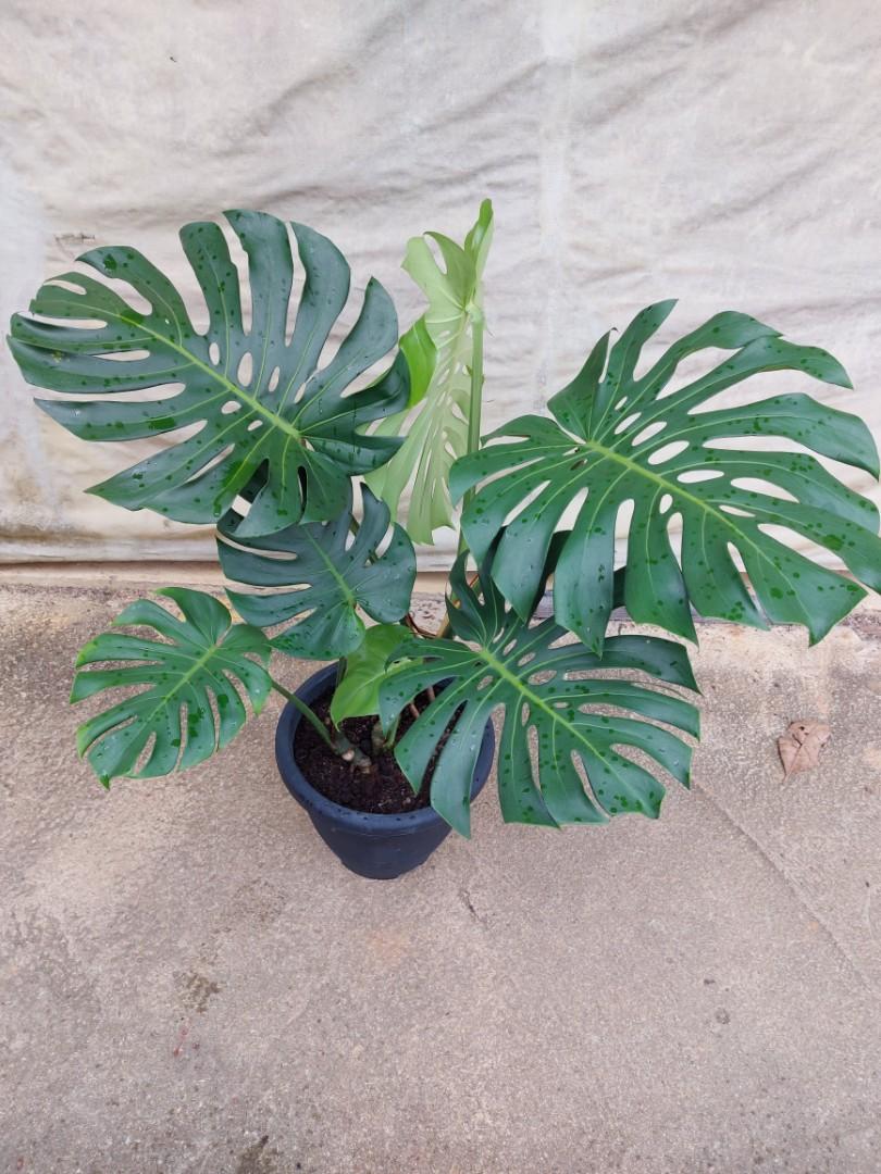 Large Form Monstera Deliciosa in Black Pot (3 fts), Furniture & Home ...