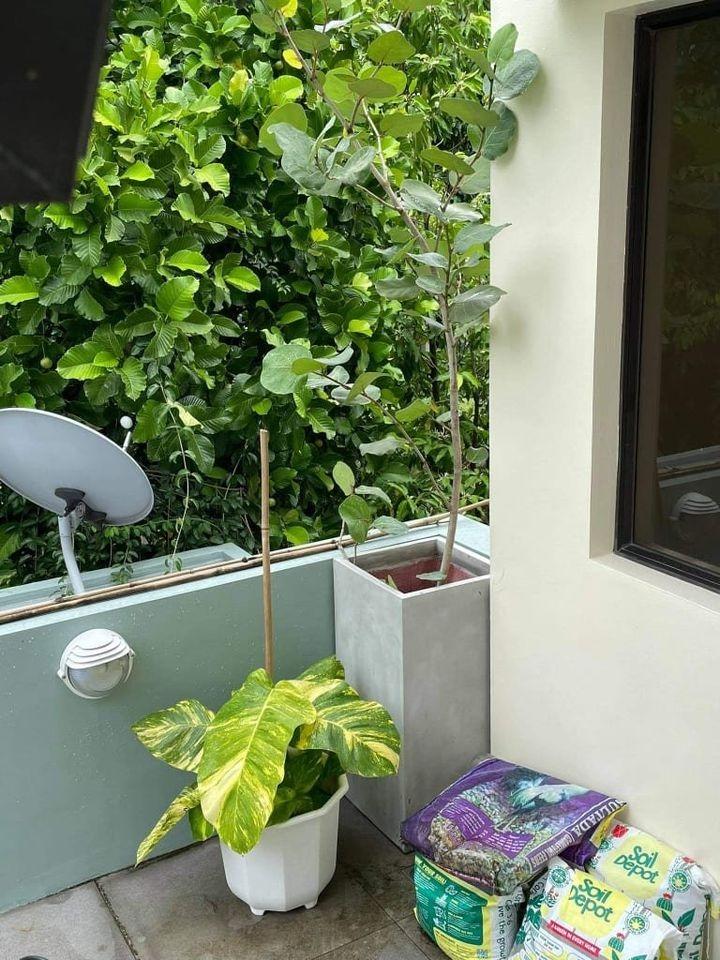 MARTHA Glass Fiber Reinforced Concrete (GFRC) Planters Plant box Pots ...