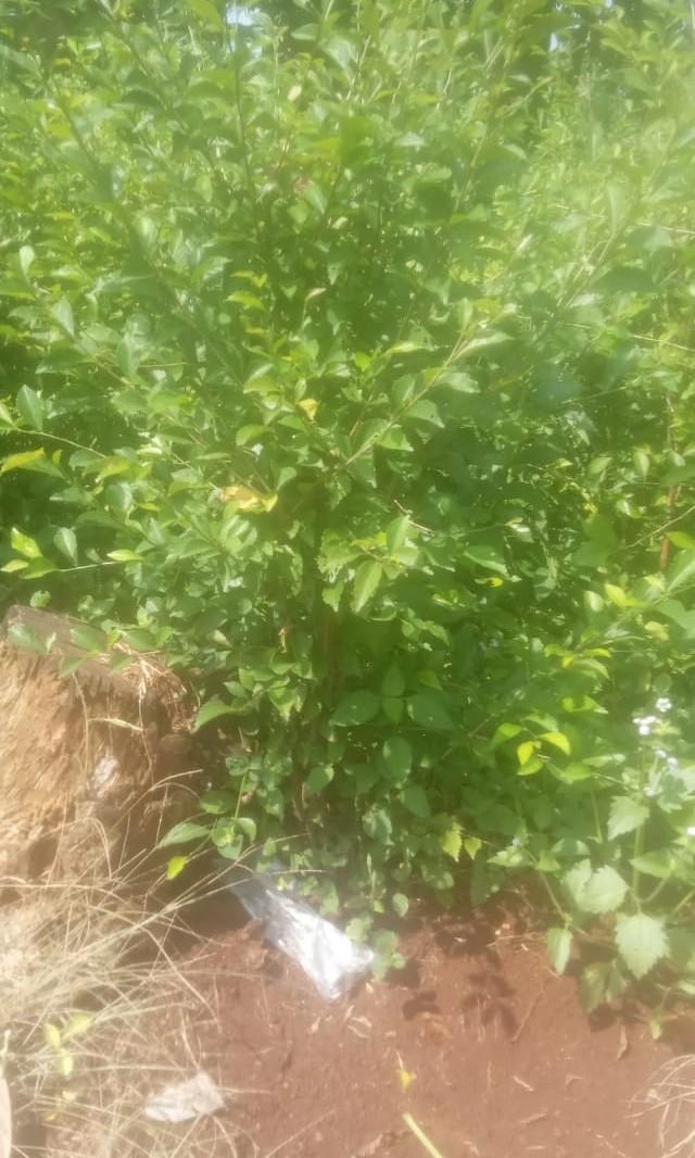 Pohon pagar teh tehan tinggi 1 meter, Perkebunan di Carousell