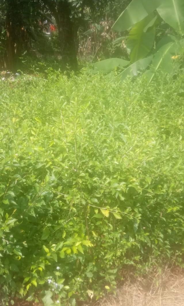 Pohon pagar teh tehan tinggi 1 meter, Perkebunan di Carousell