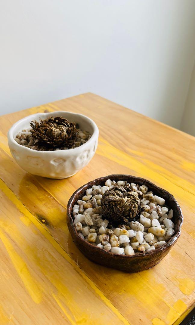 Resurrection Plant on Japanese Pots, Furniture & Home Living, Gardening ...