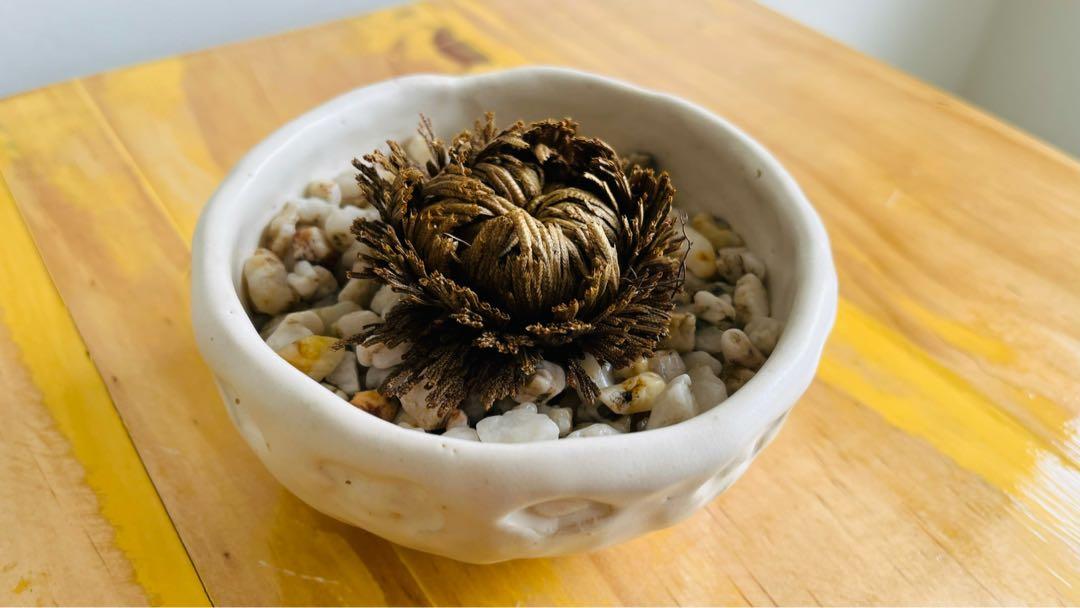 Resurrection Plant on Japanese Pots, Furniture & Home Living, Gardening ...