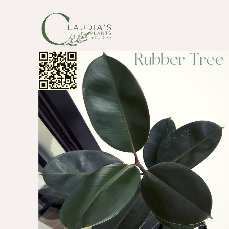 Rubber Tree With Pot Furniture And Home Living Gardening Plants And Seeds On Carousell