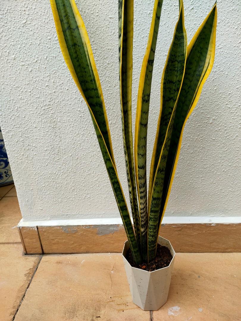 Tall Snake Plant, Furniture & Home Living, Gardening, Plants & Seeds on ...