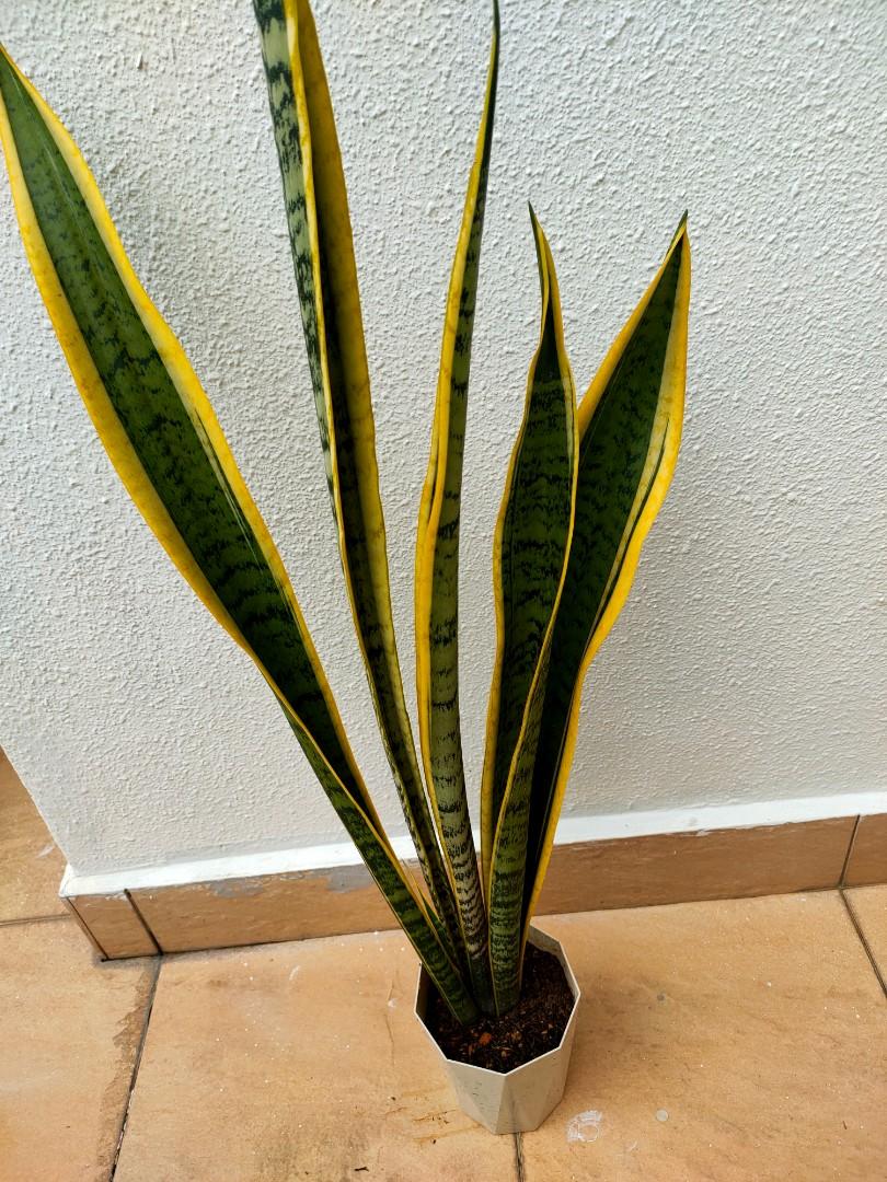 Tall Snake Plant, Furniture & Home Living, Gardening, Plants & Seeds on ...