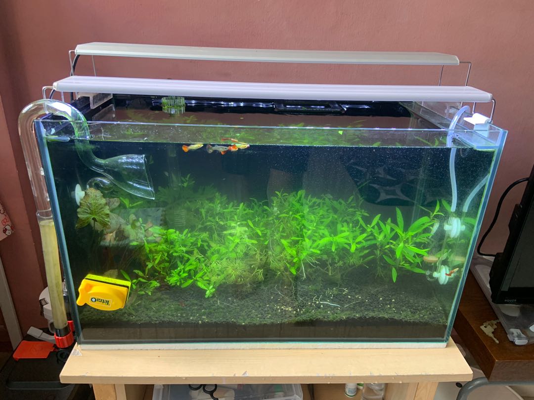 2ft fish tank whole set, Pet Supplies, Homes & Other Pet Accessories on ...