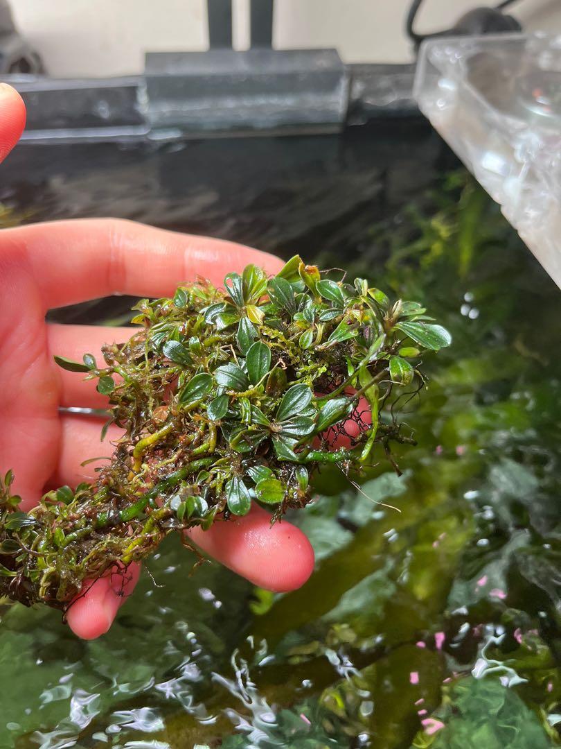 Bucephalandra mini Kapit series & rosemary, Furniture & Home Living ...