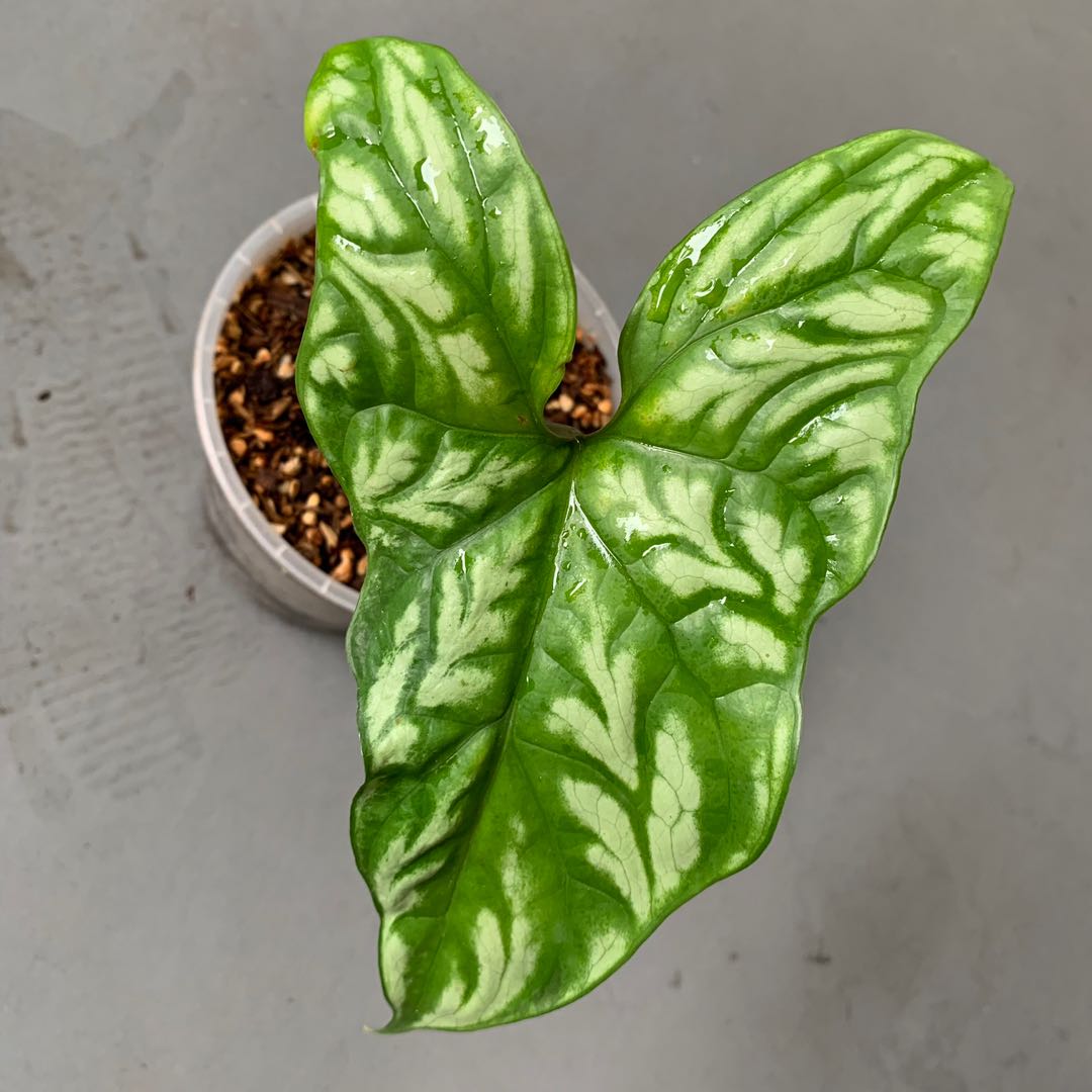 Cercestis Mirabilis (Contactless delivery at $12) (Self-collect at your ...