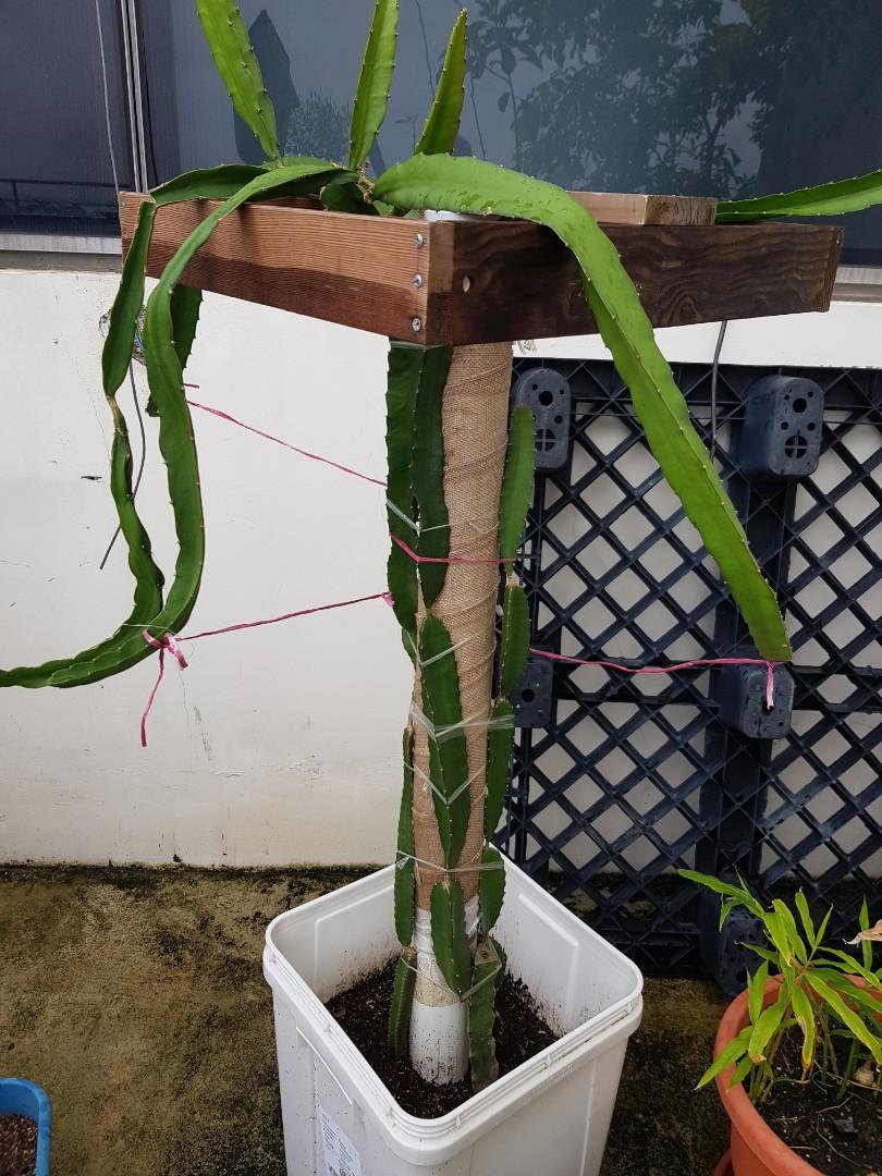 Dragon fruit plant on trellis, Furniture & Home Living, Gardening ...