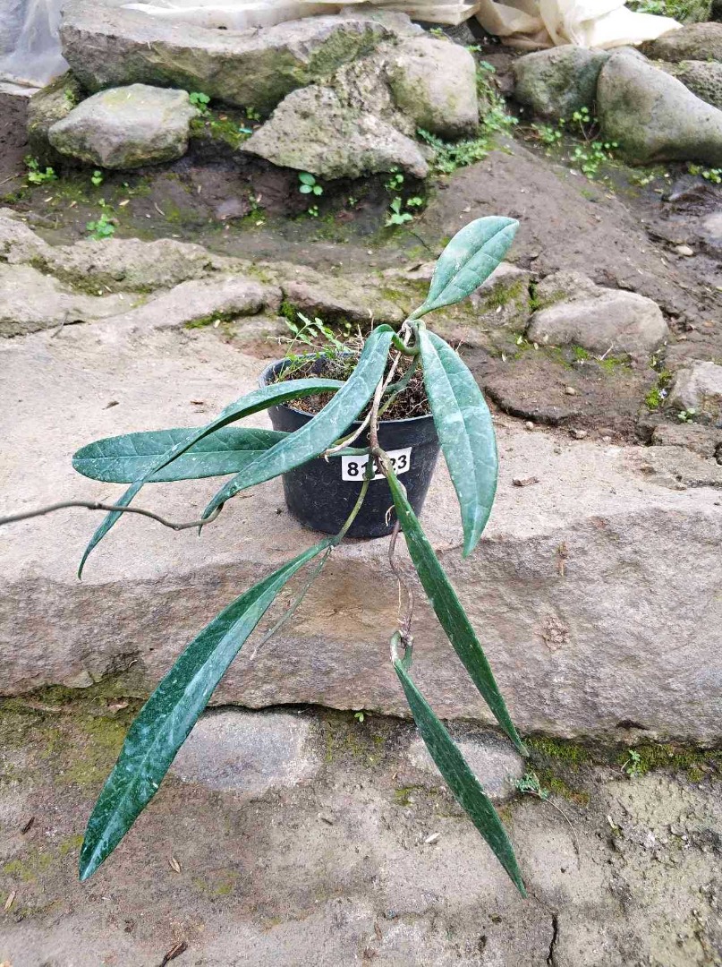 Hoya Sulawesiana #81223, Furniture & Home Living, Gardening, Plants ...