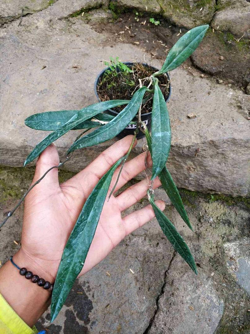Hoya Sulawesiana #81223, Furniture & Home Living, Gardening, Plants ...