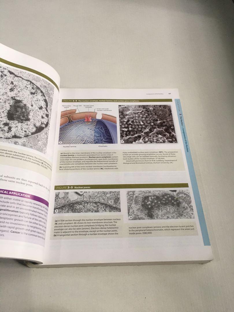 Junqueira Basic Histology 14th Edition Hobbies Toys Books