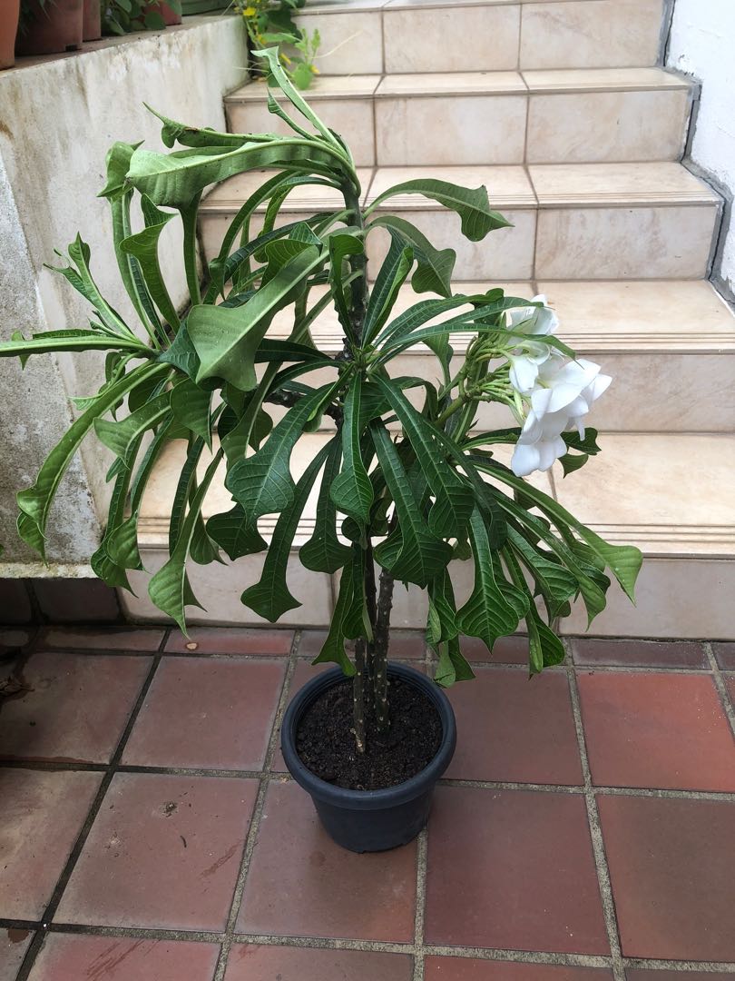 All must go - RARE Frangipani -Plumeria Pudica, Furniture & Home Living ...