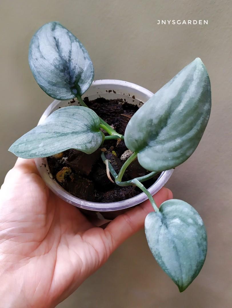 Scindapsus sp. Palawan Platinum, Furniture & Home Living, Gardening ...