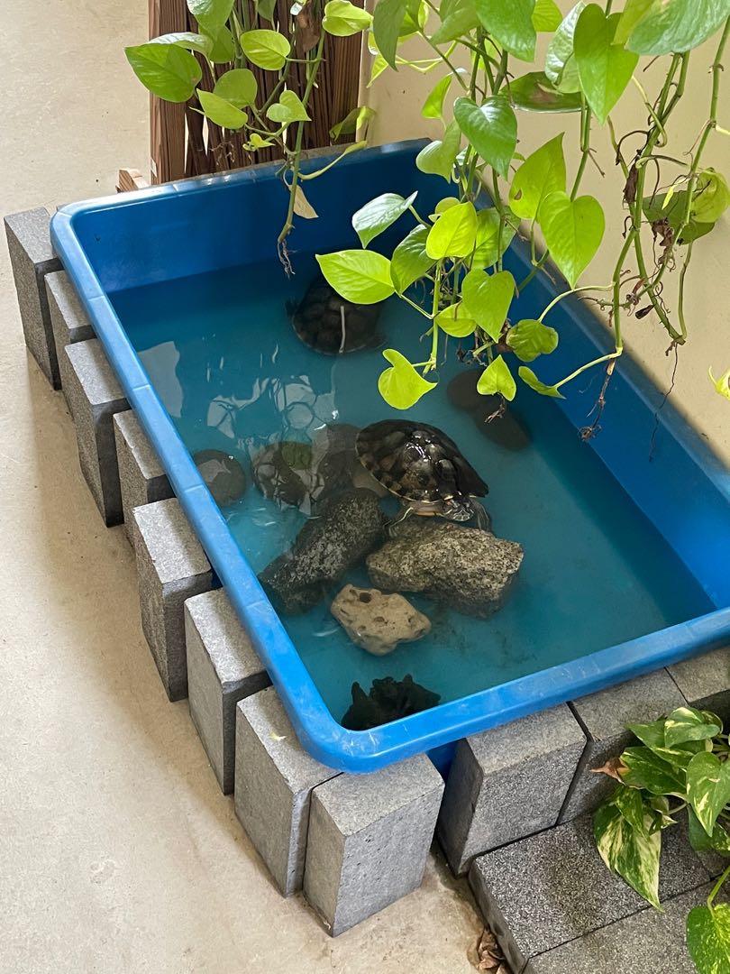 Terrapin/Tortoise Pond, Furniture & Home Living, Outdoor Furniture on ...