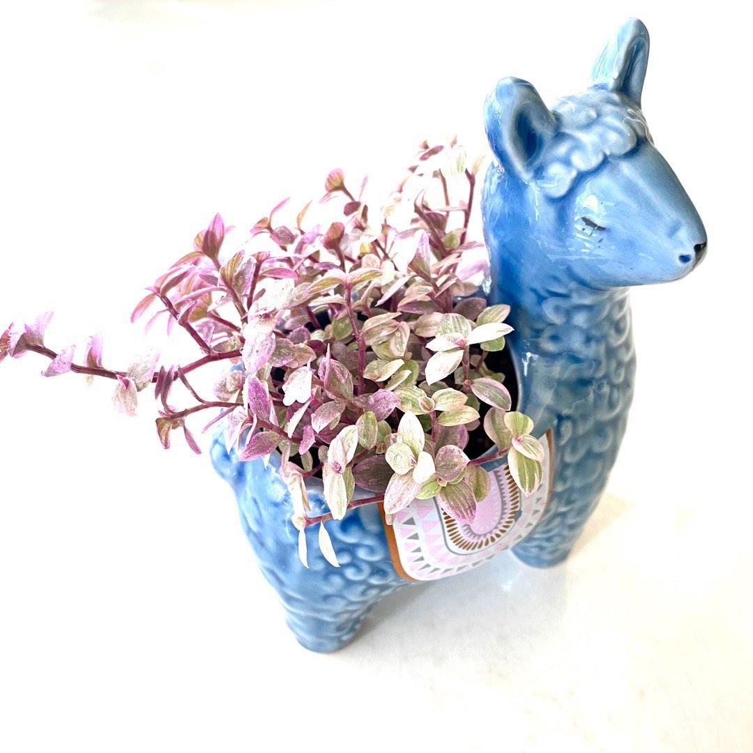 {10% Off Any 2 Plants & Above} Blue Ceramic Llama Planter with ...