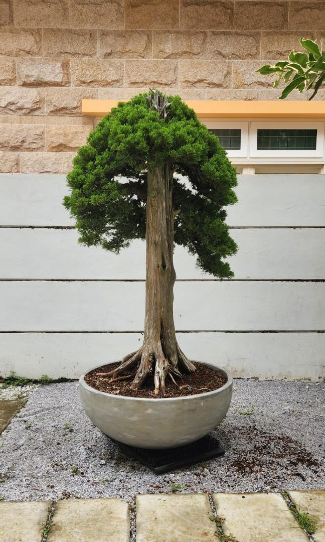 110 Year Old Juniperus Chinensis Bonsai, Furniture & Home Living, Gardening, Plants & Seeds on ...