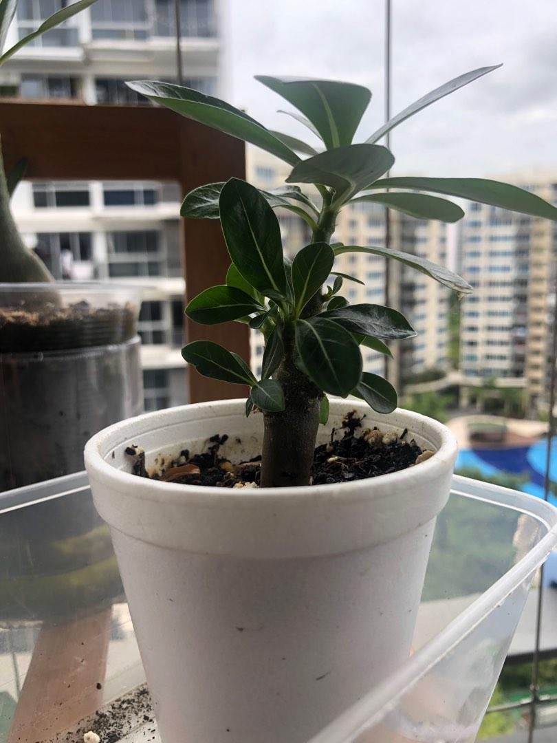 Arabicum Adenium Seedlings. Desert Rose, Furniture & Home Living ...