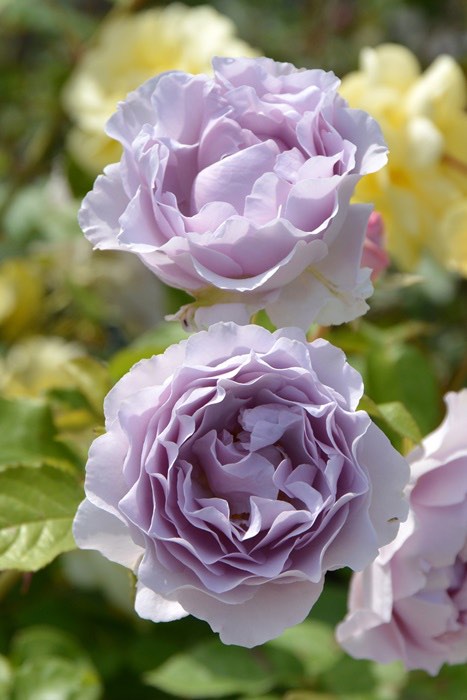 [Rare] Camille ID rose authentic by Rosa Orientis, Furniture & Home ...