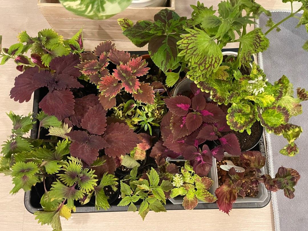 Coleus Alabama Sunset (Potted), Furniture & Home Living, Gardening ...