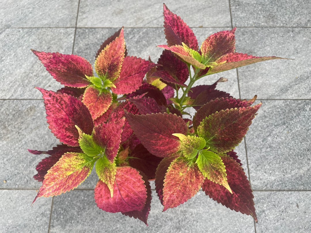 Coleus Alabama Sunset (Potted), Furniture & Home Living, Gardening ...