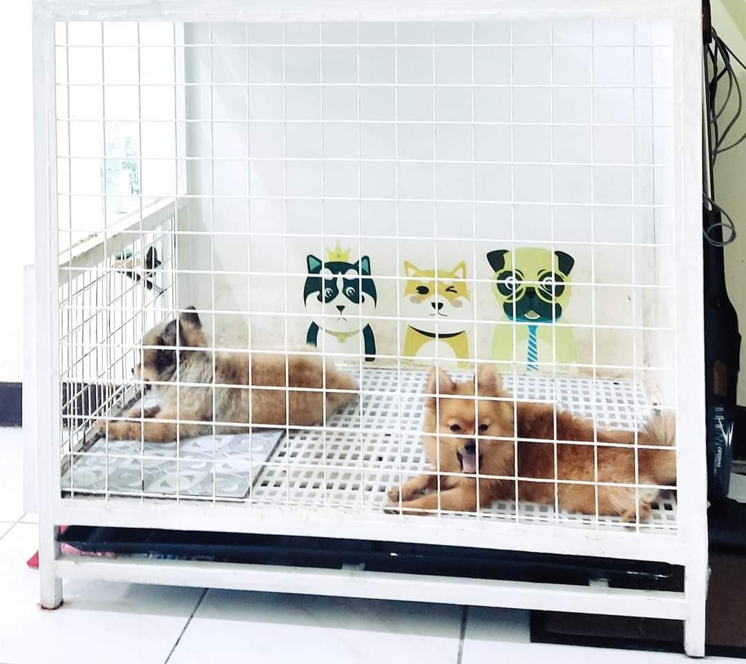 Dog Cage, Pet Supplies, Homes & Other Pet Accessories on Carousell