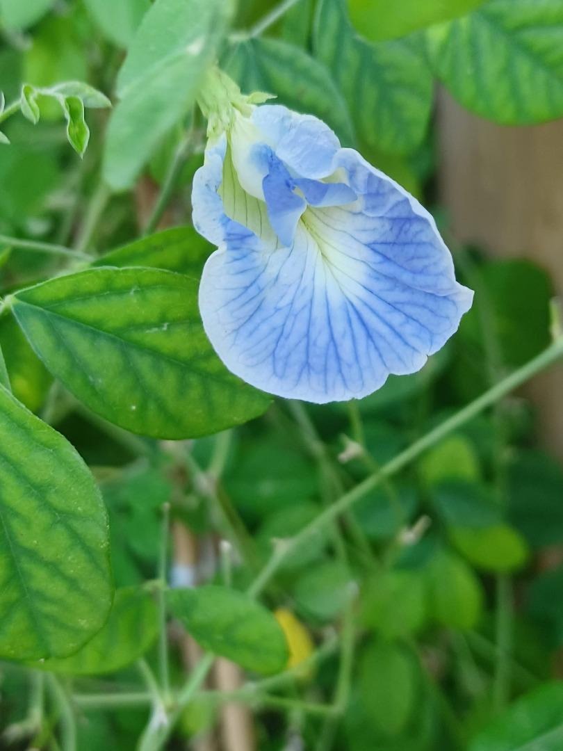 Light Blue Butterfly Pea Seeds, Furniture & Home Living, Gardening ...