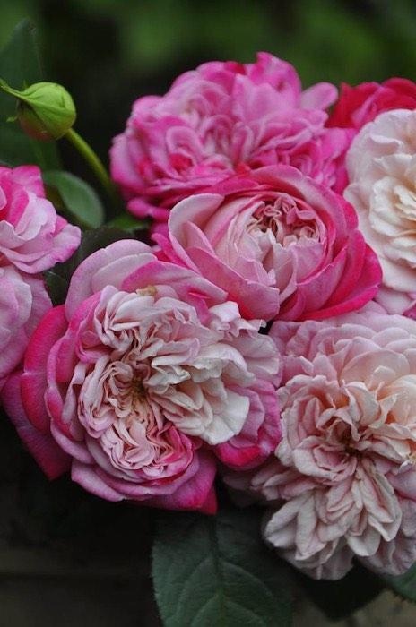 [Rare] Paris ID rose authentic Rosa Orientis, Furniture & Home Living ...